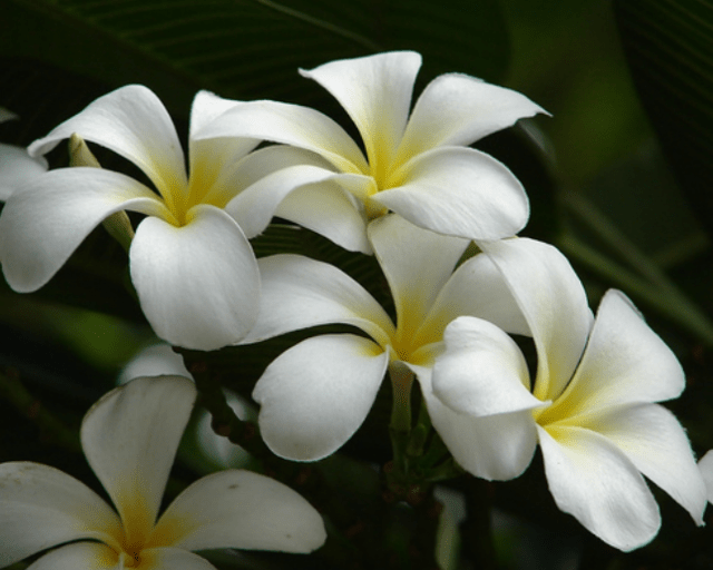 Tropical Getaway – Review: Ormonde Jayne Frangipani | Olfactoria's Travels